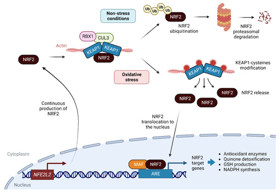 Advances in Understanding the Role of NRF2 in Liver Pathophysiology and ...