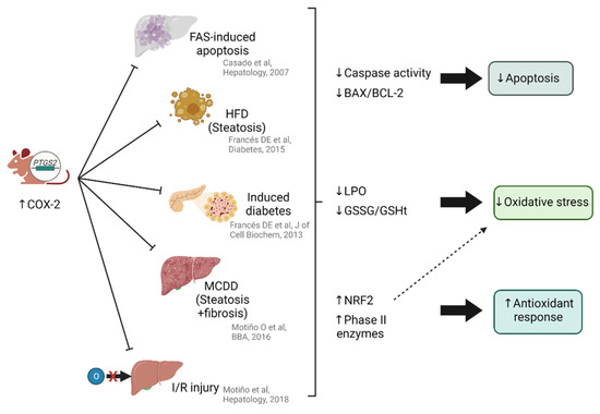 Advances in Understanding the Role of NRF2 in Liver Pathophysiology and ...