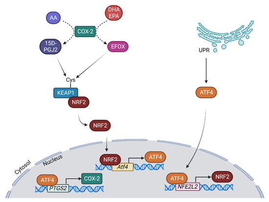 Advances in Understanding the Role of NRF2 in Liver Pathophysiology and ...