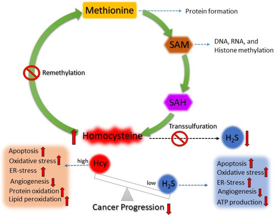 Targeting Homocysteine and Hydrogen Sulfide Balance as Future ...