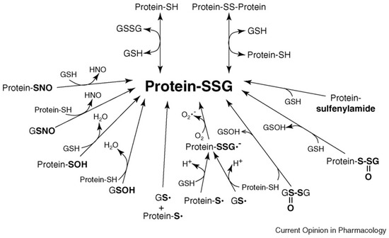 Glutathione and Glutaredoxin—Key Players in Cellular Redox Homeostasis ...