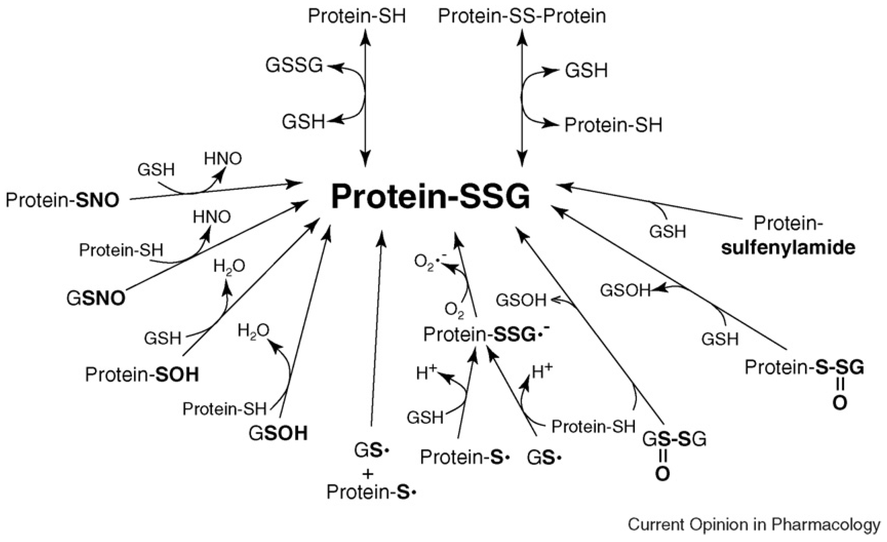 Glutathione and Glutaredoxin—Key Players in Cellular Redox Homeostasis ...