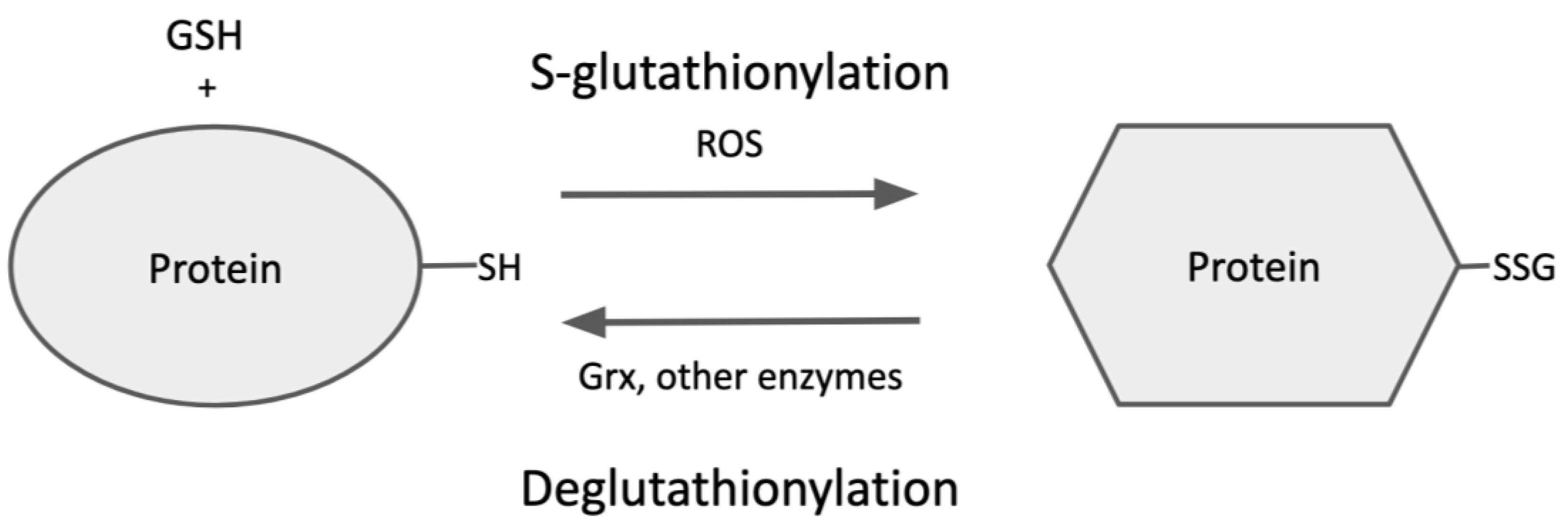 Glutathione and Glutaredoxin—Key Players in Cellular Redox Homeostasis ...
