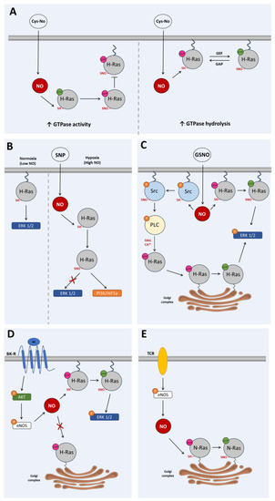 Regulation of Ras Signaling by S-Nitrosylation