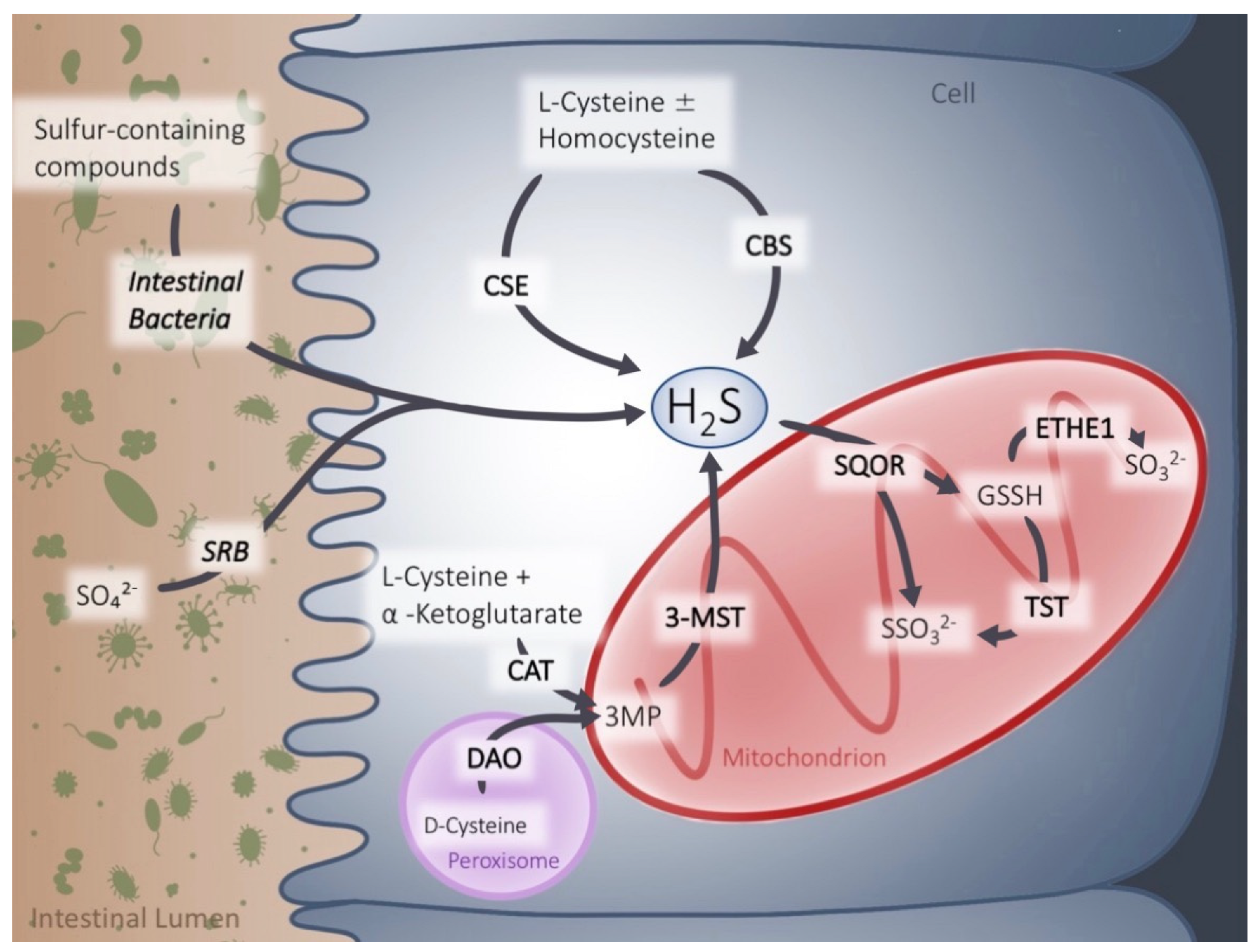 Antioxidants Free Full Text Role Of Hydrogen Sulfide In
