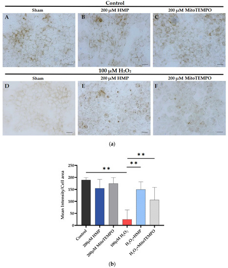 Nitroxide—HMP—Protects Human Trophoblast HTR-8/SVneo Cells from H2O2 ...