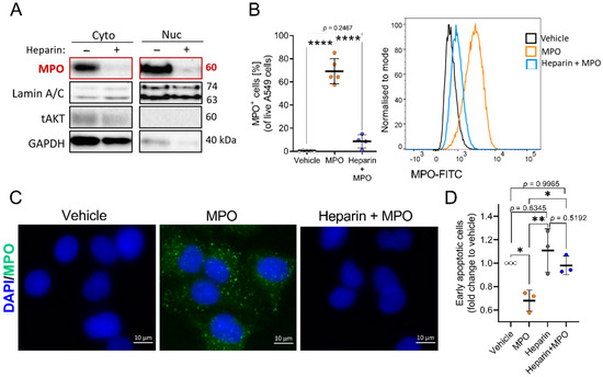 Myeloperoxidase Alters Lung Cancer Cell Function to Benefit Their Survival