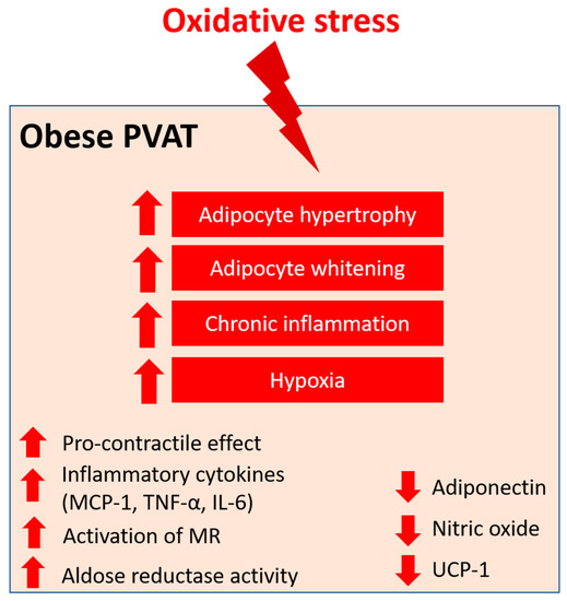 Perivascular Adipose Tissue Oxidative Stress in Obesity