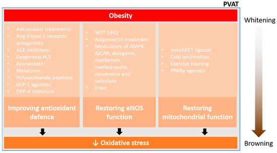 Perivascular Adipose Tissue Oxidative Stress in Obesity
