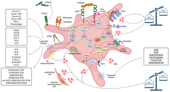 Impact of Physical Exercise on Platelets: Focus on Its Effects in ...