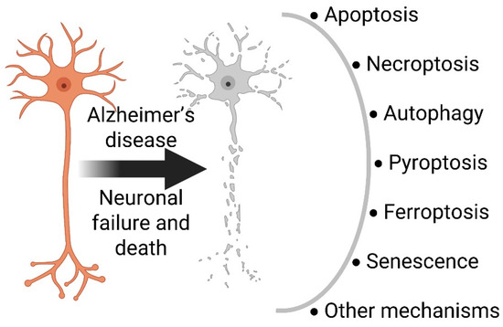 Roles of Oxidative Stress in Synaptic Dysfunction and Neuronal Cell ...