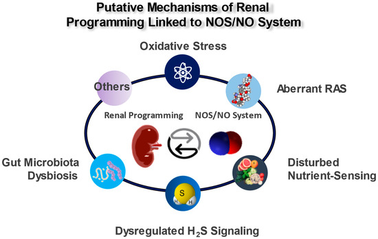The NOS/NO System in Renal Programming and Reprogramming