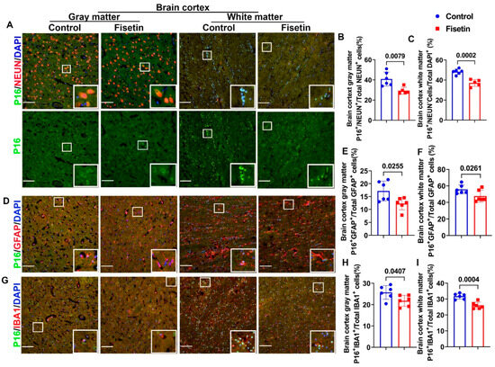 Antioxidants | Free Full-Text | Effects of Fisetin Treatment on ...