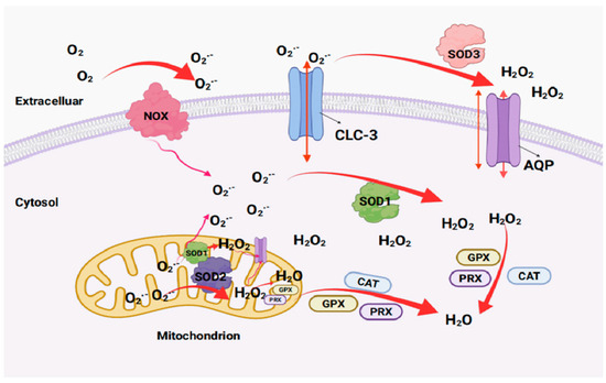 The Applications and Mechanisms of Superoxide Dismutase in Medicine ...