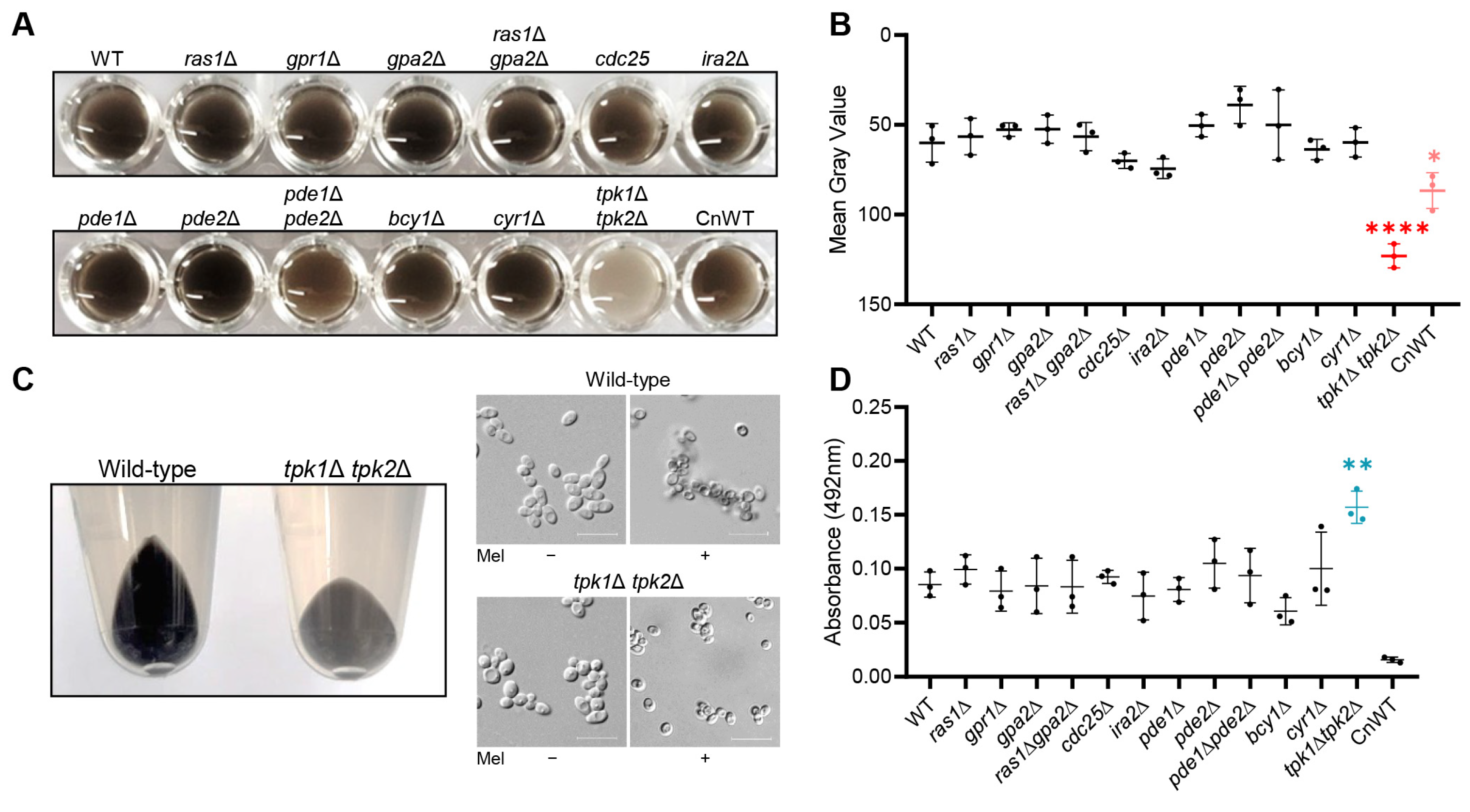 Protein Kinase A Controls the Melanization of Candida auris through the ...