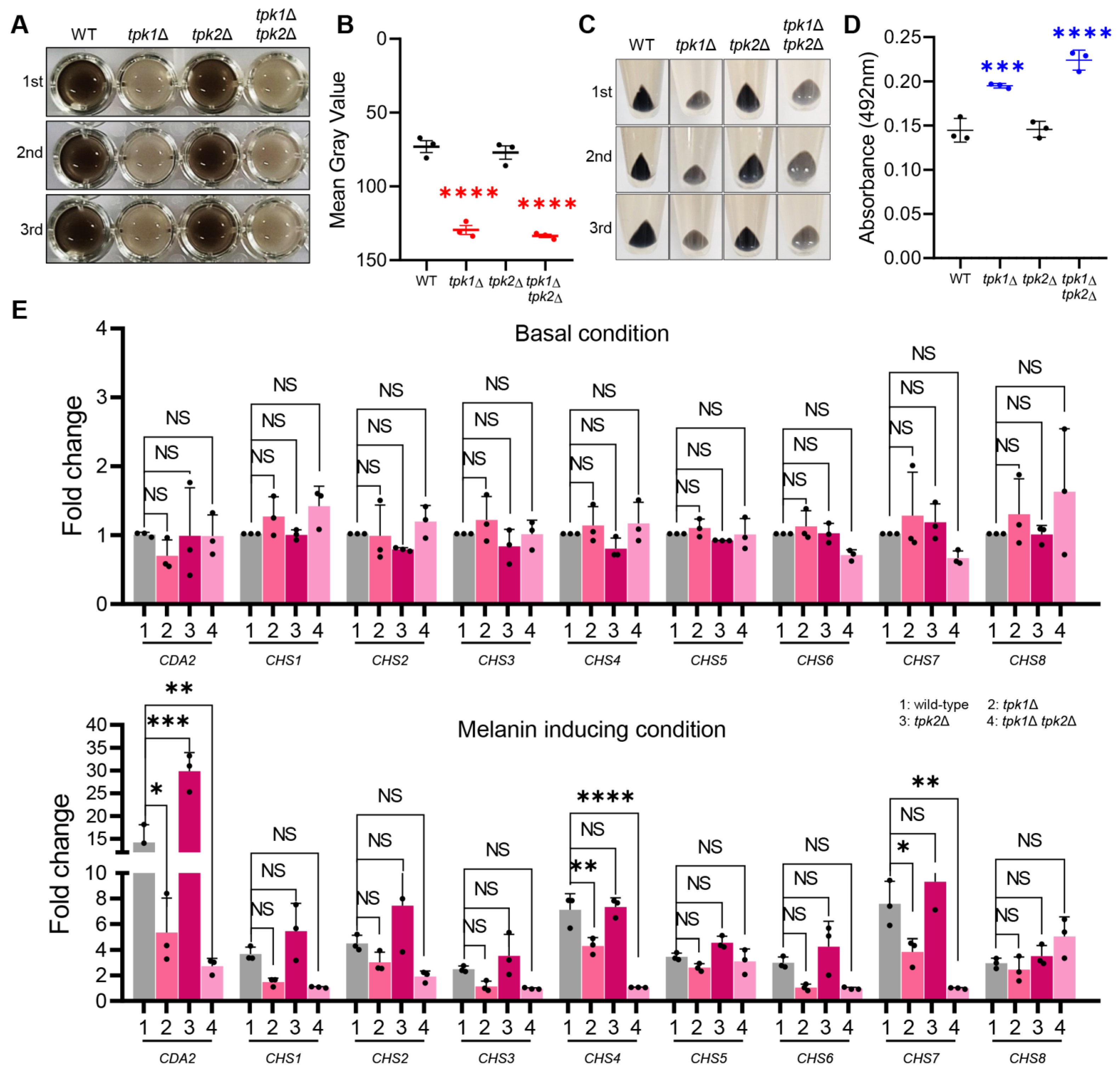 Protein Kinase A Controls the Melanization of Candida auris through the ...