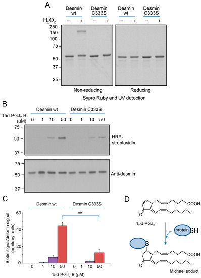 Desmin Reorganization by Stimuli Inducing Oxidative Stress and ...
