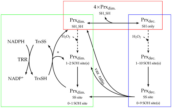 Modelling the Decamerisation Cycle of PRDX1 and the Inhibition-like ...