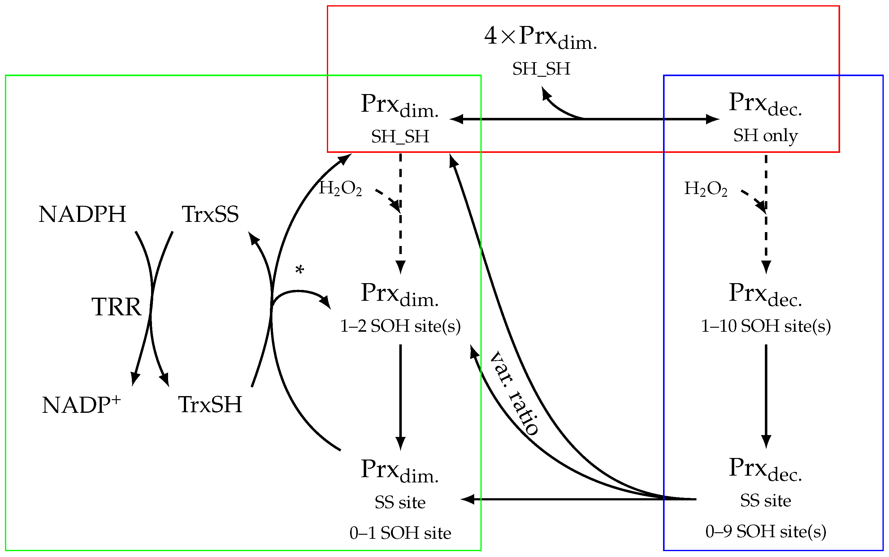 Modelling the Decamerisation Cycle of PRDX1 and the Inhibition-like ...