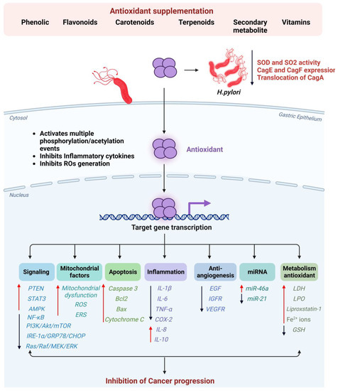 Reactive Oxygen Species and H. pylori Infection: A Comprehensive Review ...