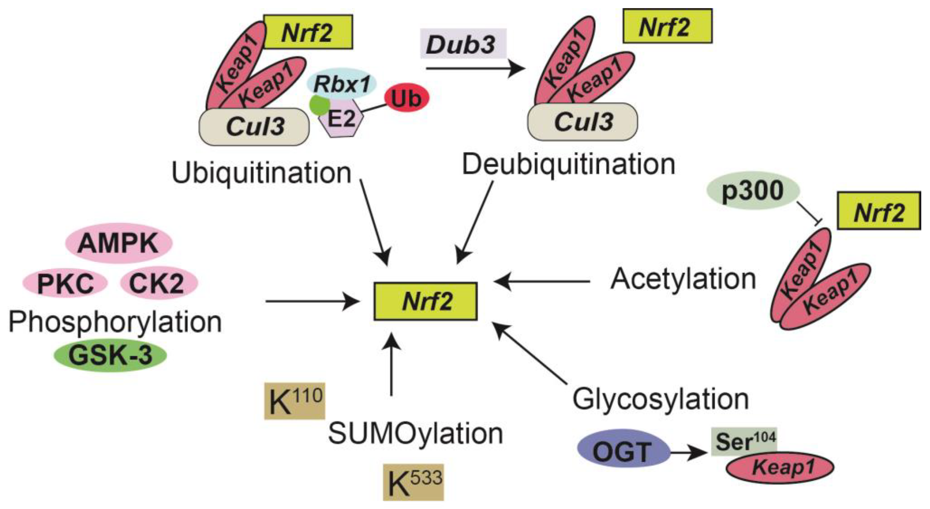 Antioxidants | Free Full-Text | Redox Regulation of Nrf2 in Cisplatin-Induced Kidney Injury
