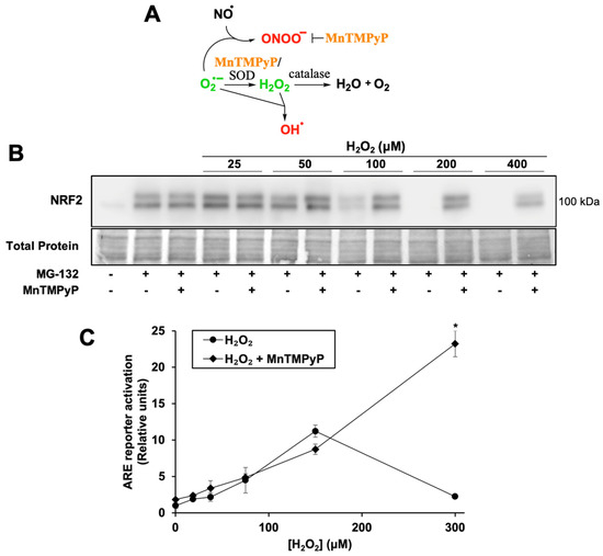 Acute Oxidative Stress Can Paradoxically Suppress Human NRF2 Protein ...