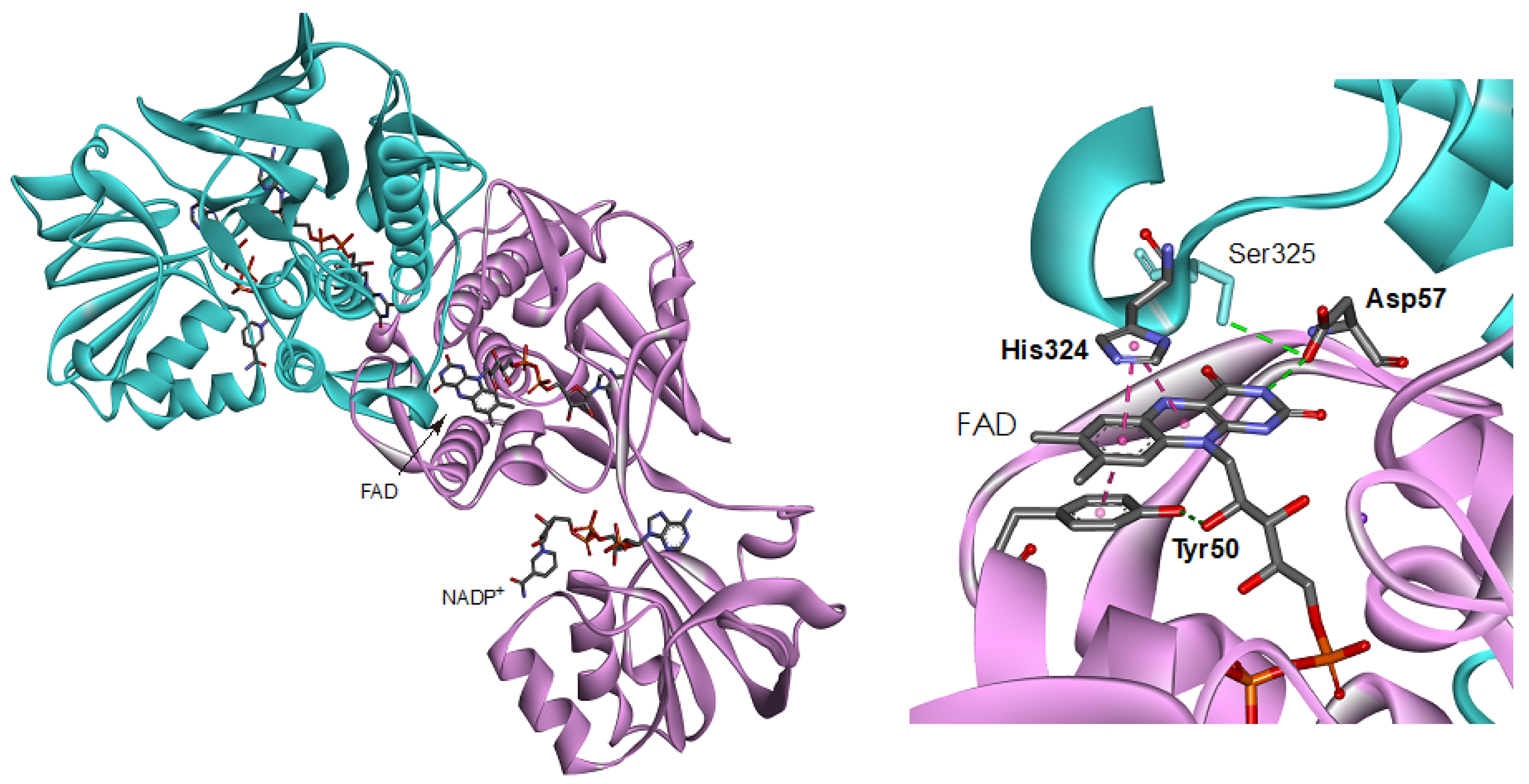 The Role of the si-Face Tyrosine of a Homodimeric Ferredoxin-NADP+ ...
