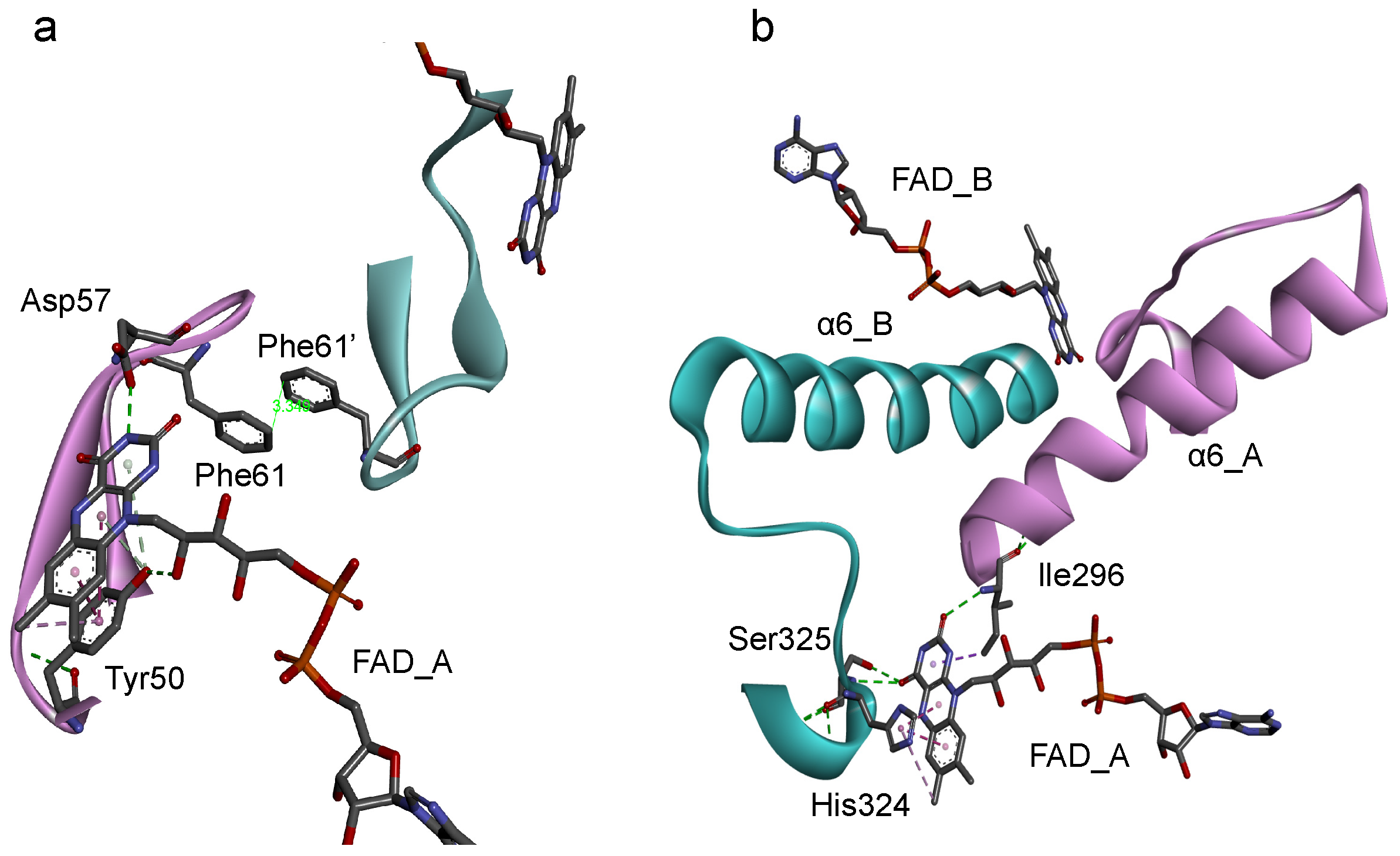 The Role of the si-Face Tyrosine of a Homodimeric Ferredoxin-NADP+ ...