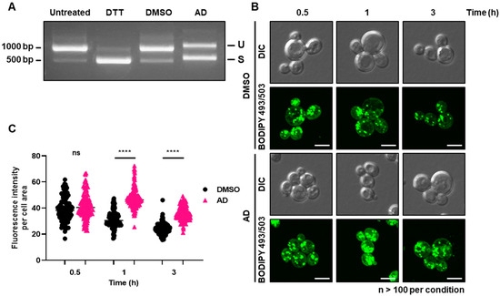 Andrographolide Induces ROS-Mediated Cytotoxicity, Lipid Peroxidation ...