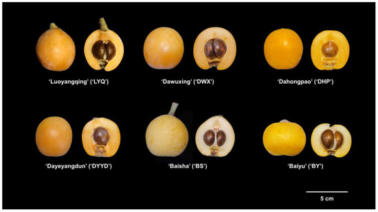 Antioxidants | Free Full-Text | Phenolics and Terpenoids Profiling in ...