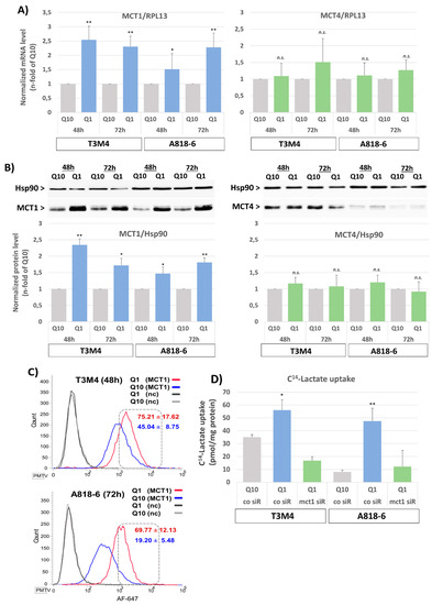 Monocarboxylate Transporter-1 (MCT1)-Mediated Lactate Uptake Protects ...