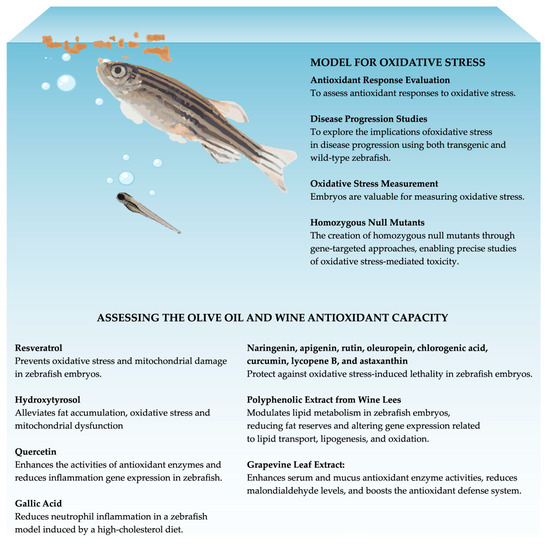 Zebrafish Model Insights into Mediterranean Diet Liquids: Olive Oil and ...