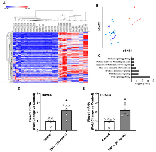 Transcriptional Profiling of Human Endothelial Cells Unveils PIEZO1 and ...