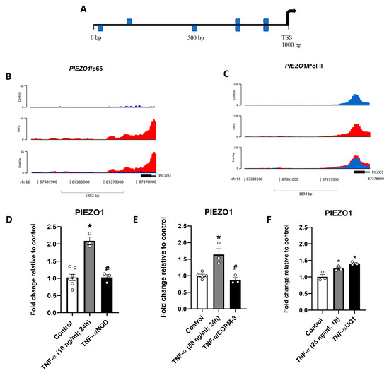 Transcriptional Profiling of Human Endothelial Cells Unveils PIEZO1 and ...