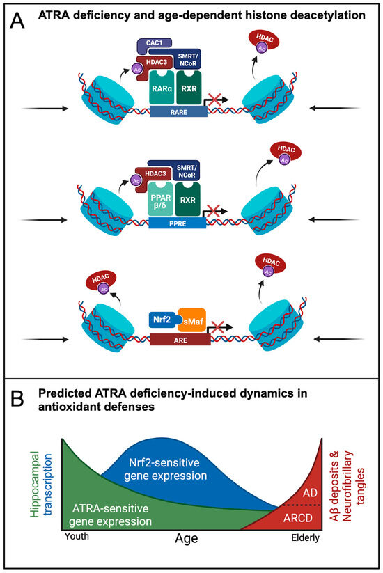 Antioxidants | Free Full-Text | The Contribution of Hippocampal All ...