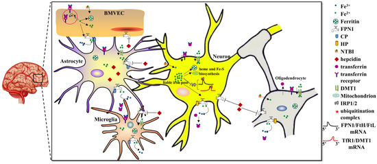 Brain Iron Homeostasis and Mental Disorders