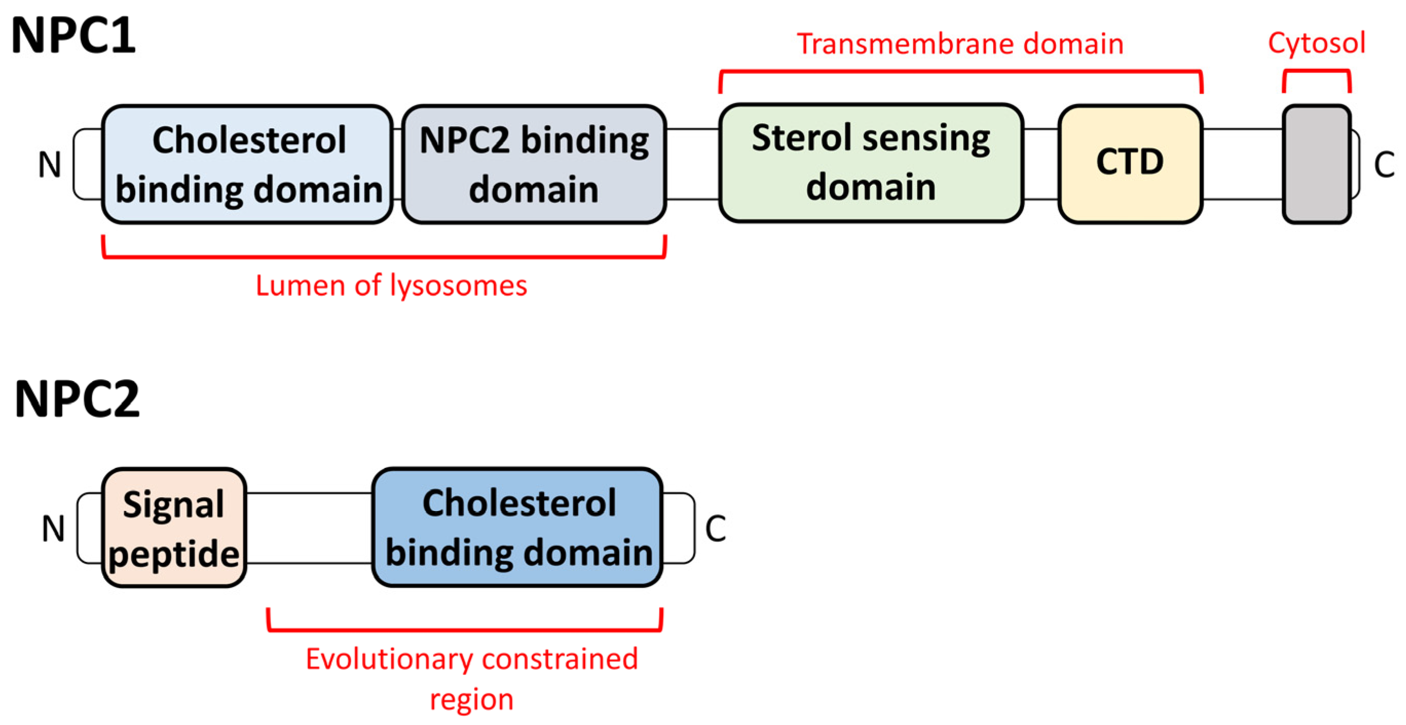 Antioxidants | Free Full-Text | Niemann-Pick Disease Type C (NPDC) by ...