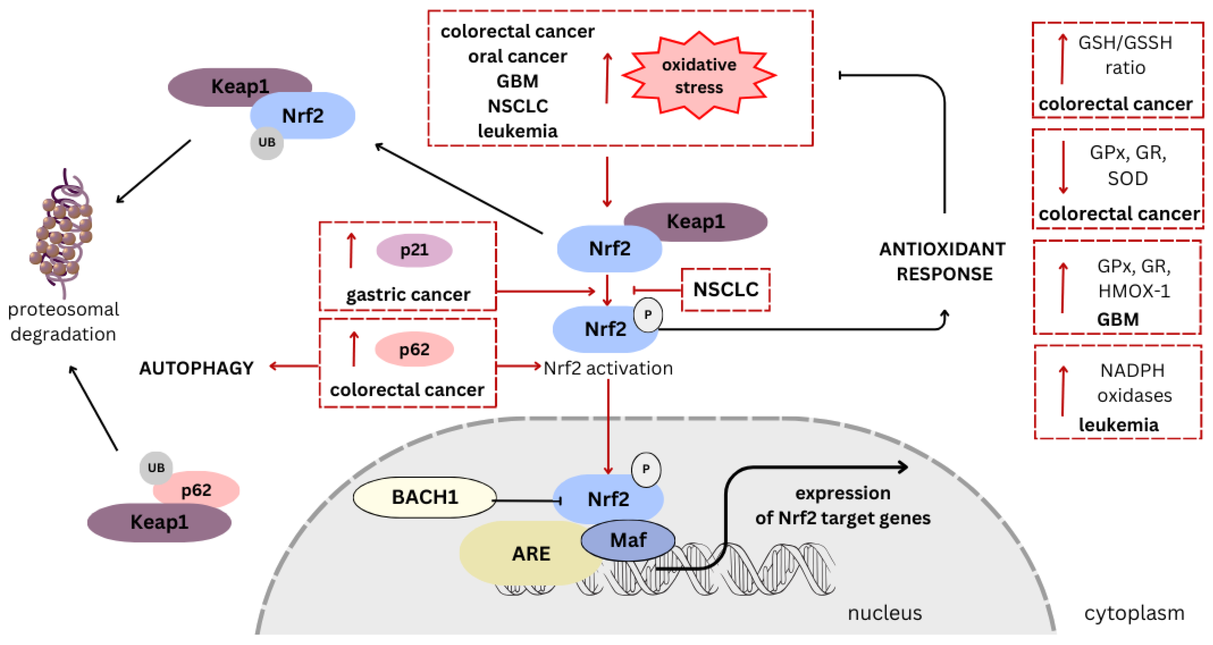 Antioxidants Free Full Text Targeting Nrf2 Signaling Pathway In