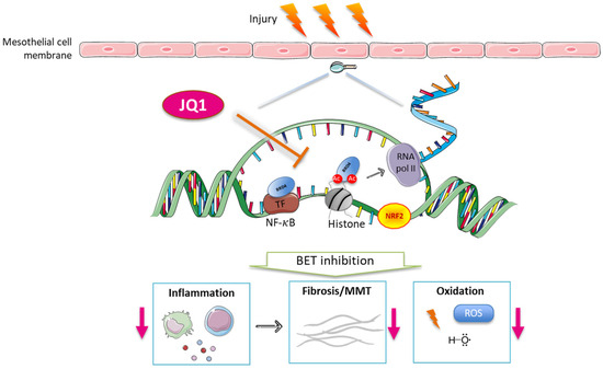 Antioxidants | Free Full-Text | BET Protein Inhibitor JQ1 Ameliorates ...