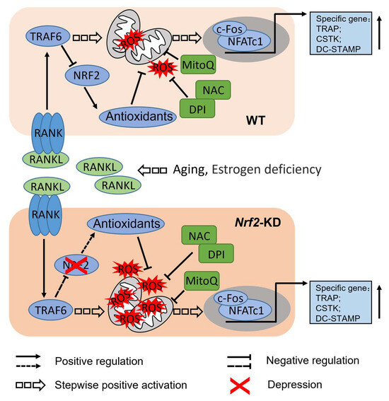 Antioxidants Free Full Text Nrf2 Mitigates Rankl And M Csf Induced