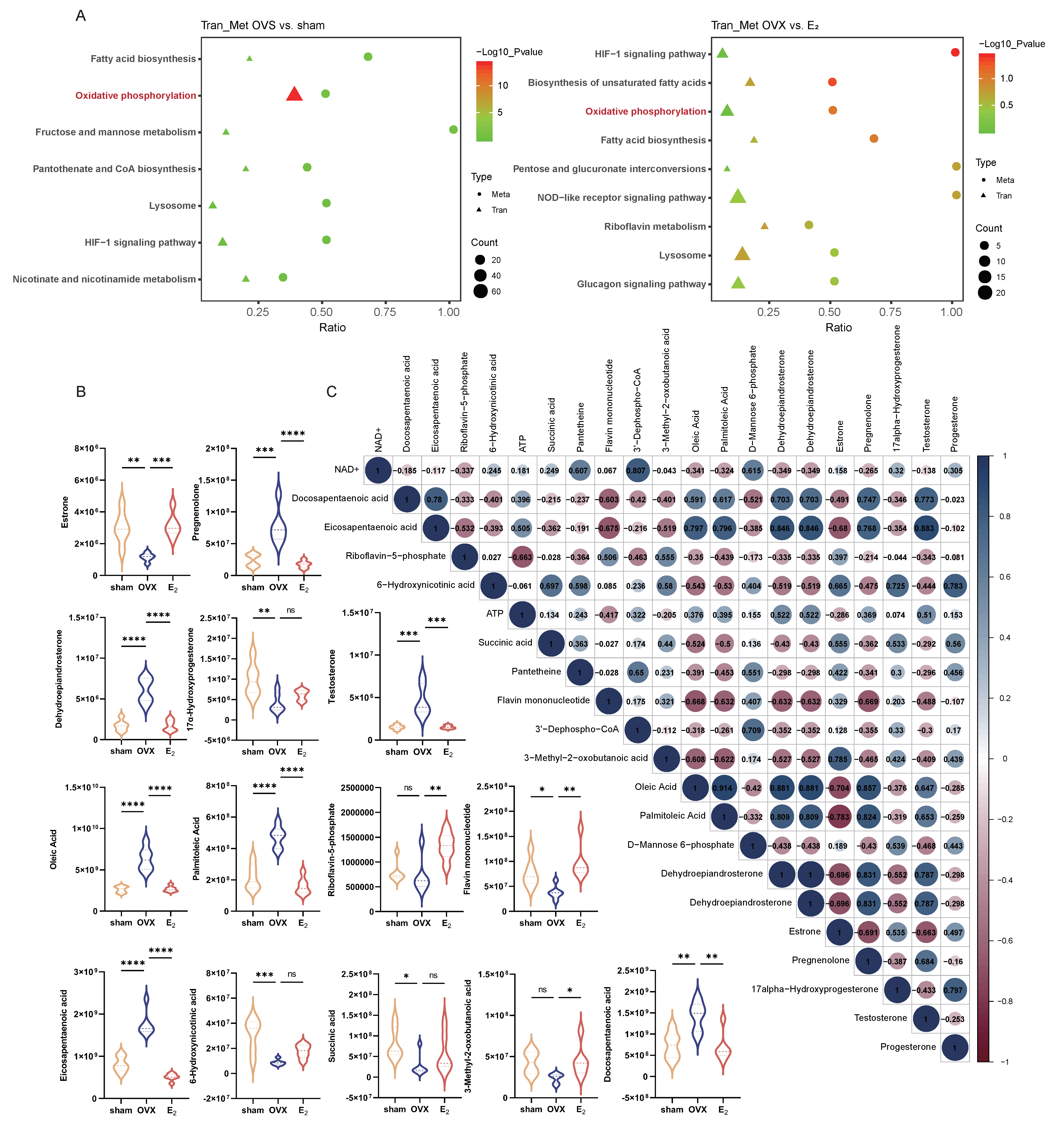 Antioxidants | Free Full-Text | 17β-Estradiol (E2) Upregulates the ERα ...
