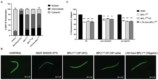 Bifidobacterium animalis subsp. lactis BPL1™ and Its Lipoteichoic Acid ...