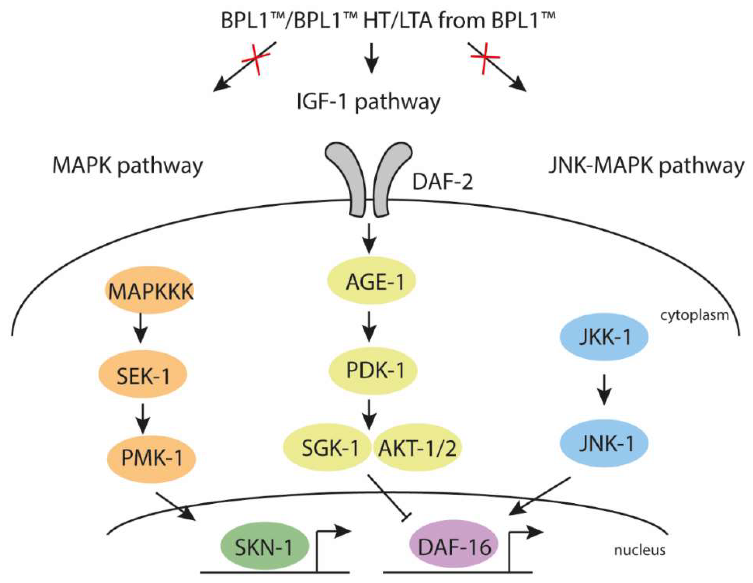 Bifidobacterium animalis subsp. lactis BPL1™ and Its Lipoteichoic Acid ...