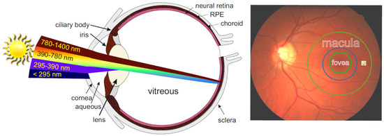 Antioxidants | Free Full-Text | Lipofuscin, Its Origin, Properties, and ...