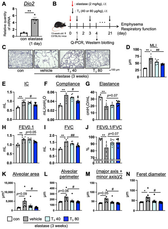 T3 Intratracheal Therapy Alleviates Pulmonary Pathology in an Elastase ...