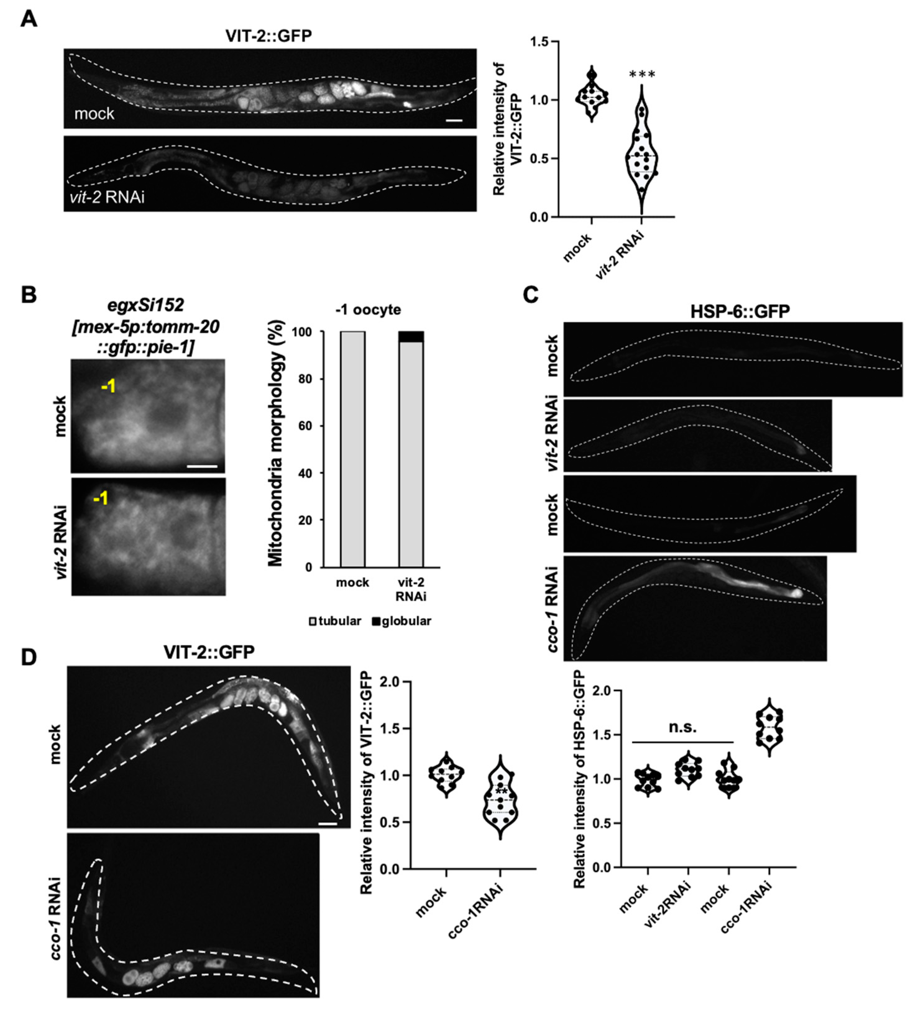 Vitamin B12 Supplementation Improves Oocyte Development by Modulating Mitochondria and Yolk ...