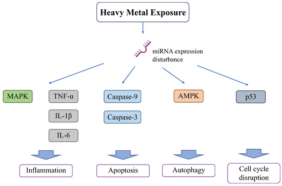 Heavy Metal Exposure: Molecular Pathways, Clinical Implications, and ...