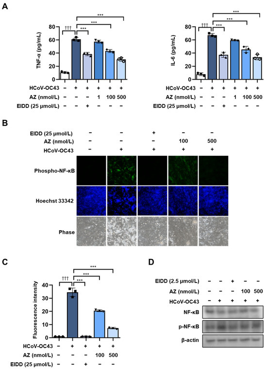 Anastrozole Protects against Human Coronavirus Infection by ...
