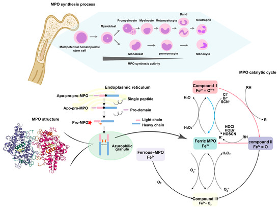 Antioxidants | Free Full-Text | The Roles of Neutrophil-Derived ...