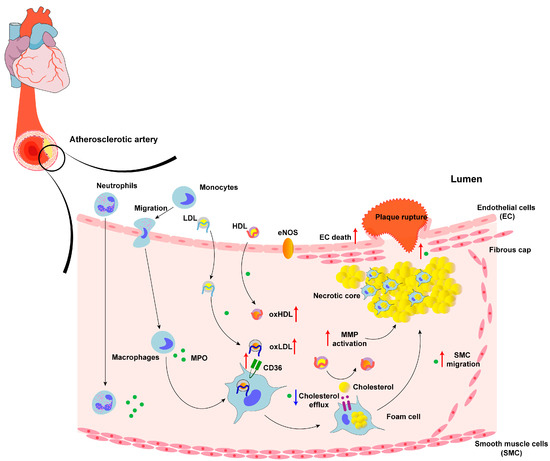Antioxidants | Free Full-Text | The Roles of Neutrophil-Derived ...